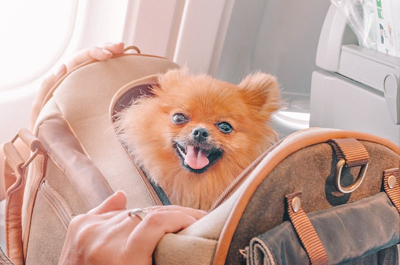 Flying with Dogs: Must-Know Travel Tips - GlobeGal Journeys