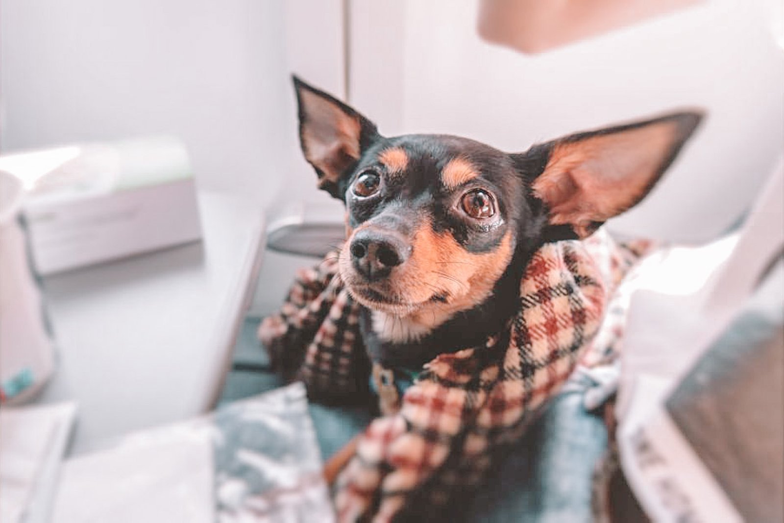 Flying with Dogs: Must-Know Travel Tips - GlobeGal Journeys