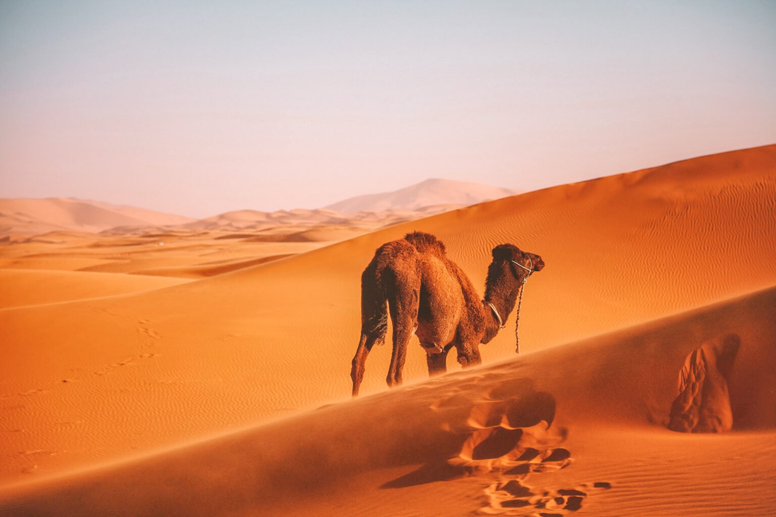 Animal Tourism: 200 Ethical Examples vs. Abusive Attractions - GlobeGal ...