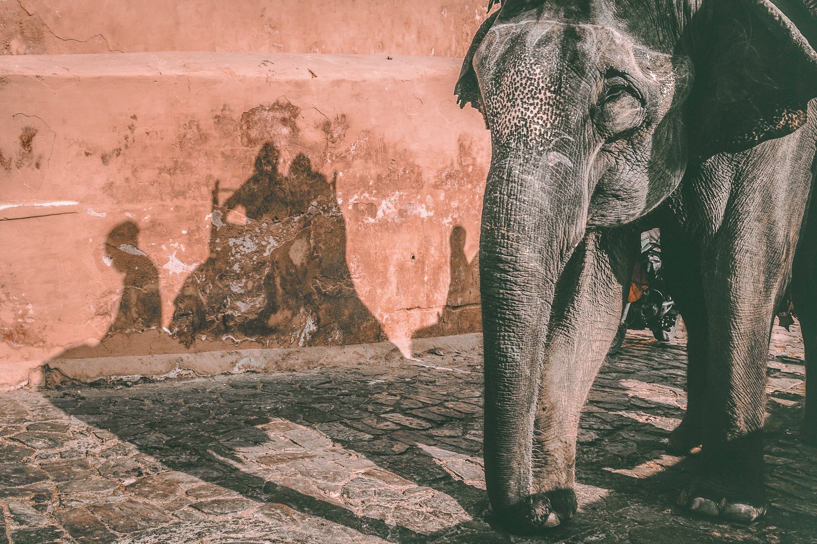 Animal Tourism: 200 Ethical Examples vs. Abusive Attractions - GlobeGal ...